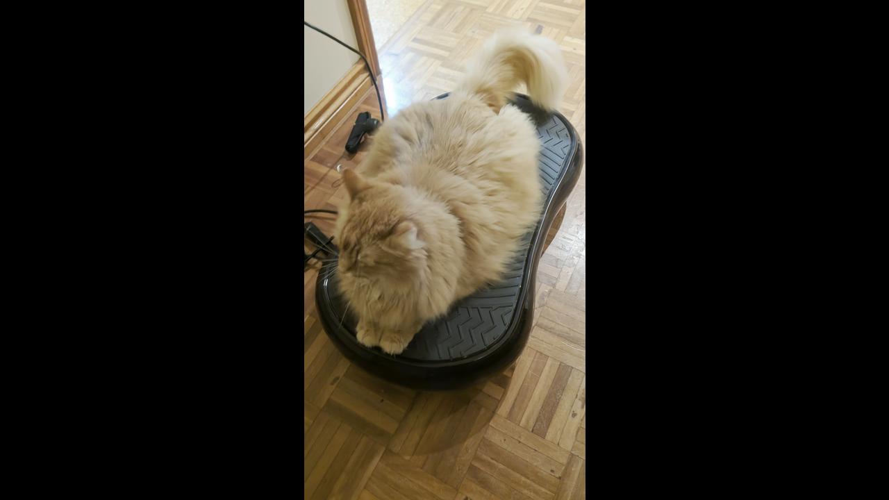 My Cat Likes the Wobble Board