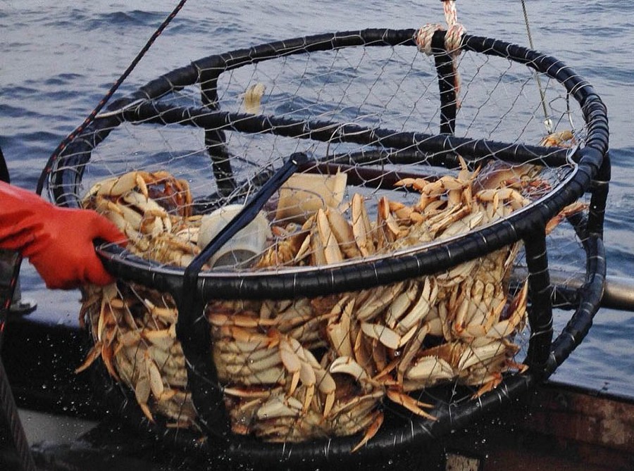 Humboldt County commercial fisher loses license for alleged poaching ...