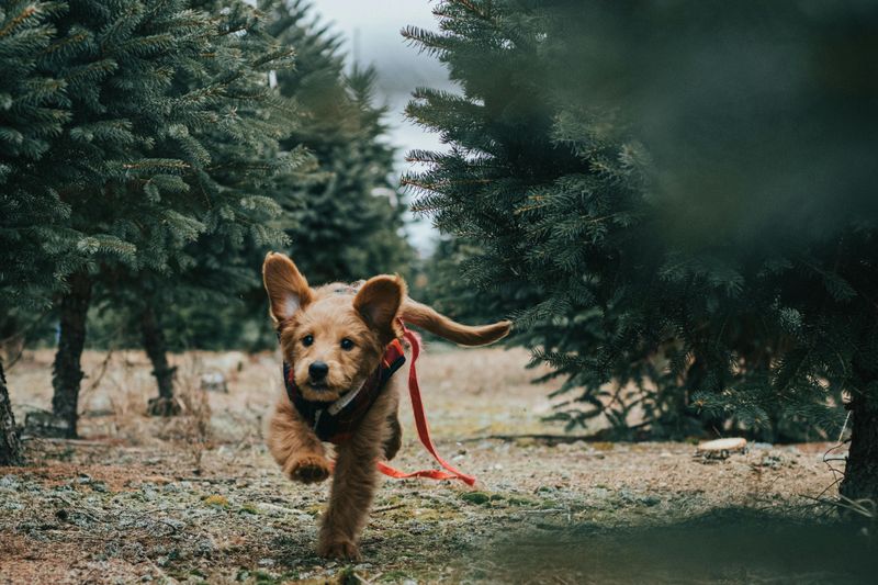 7 Poodle Mixes You’ll Love
