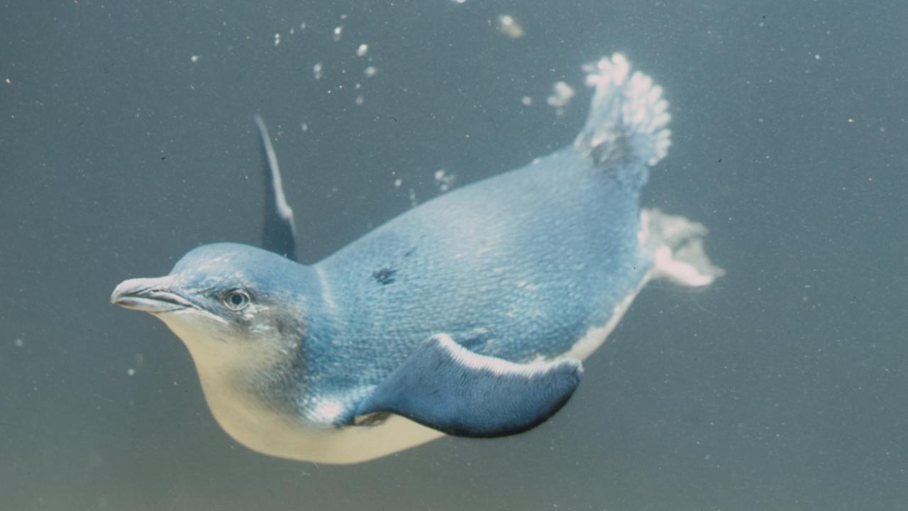 Heartbreaking fate of little penguins