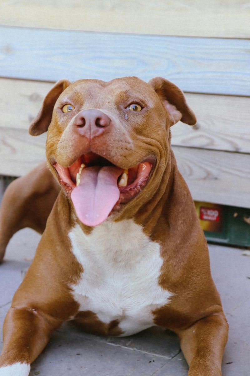 The Truth Behind Why Dogs Smile And What It Means