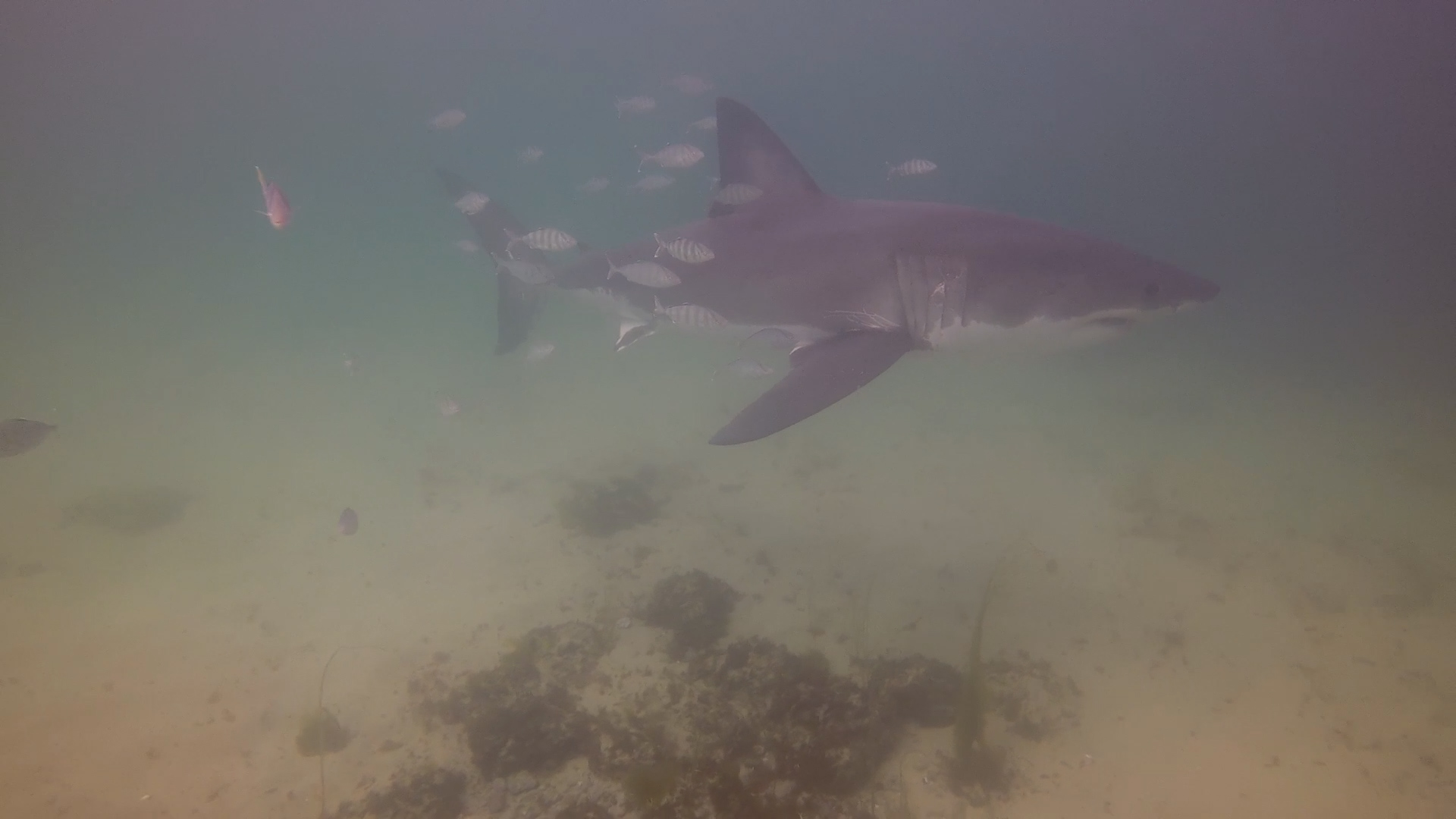 Divers come face to face with great white shark at Nova Scotia beach