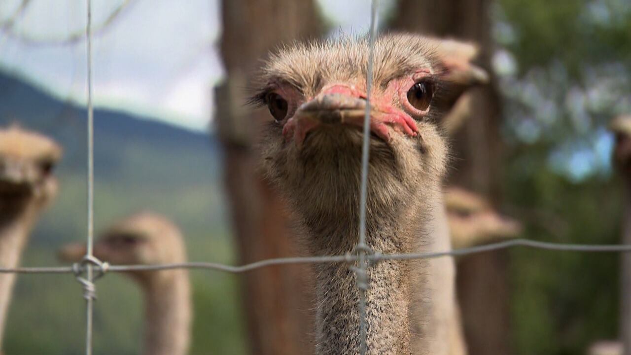 Do the B.C. ostriches hold bird flu secrets? Experts doubt it