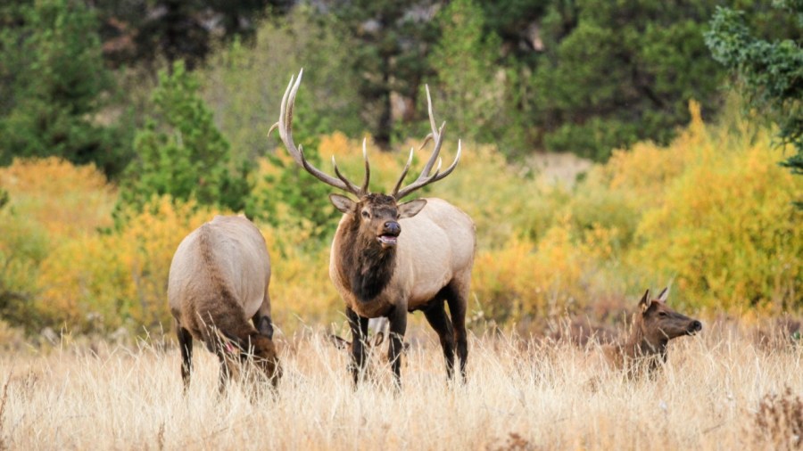 Annual meadow closures set to go into effect at Rocky Mountain National ...