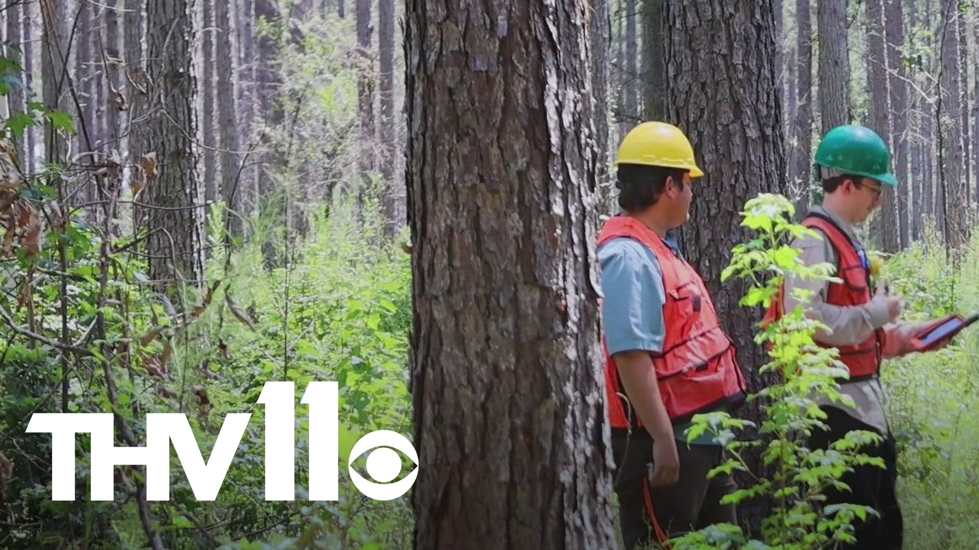 Fungal disease threatening pine forests in Arkansas