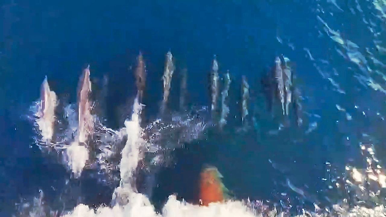 Mesmerizing moment dozens of dolphins bow ride ship in Philippines