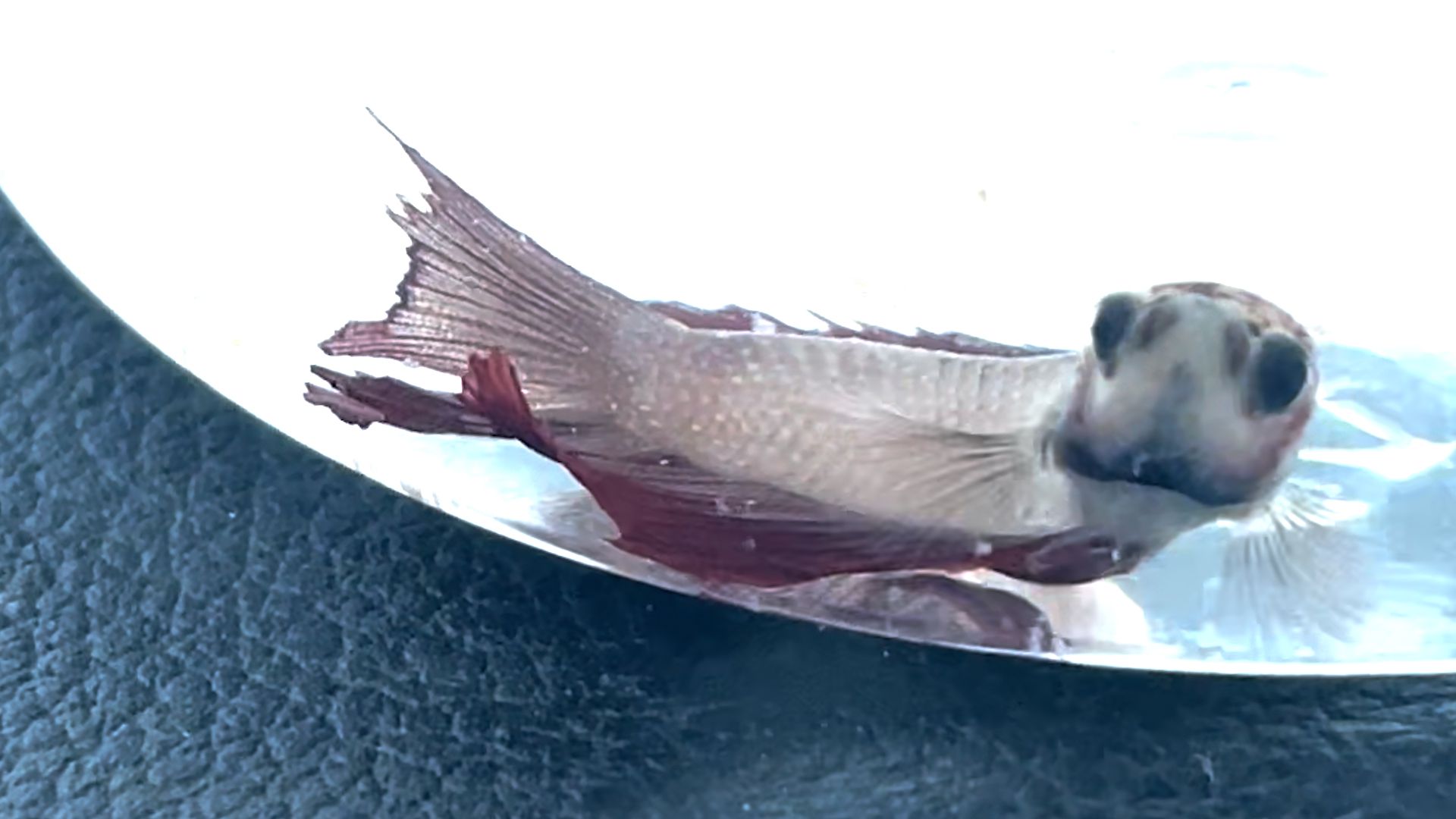 Neglected Petstore Fish Completely Transforms Color