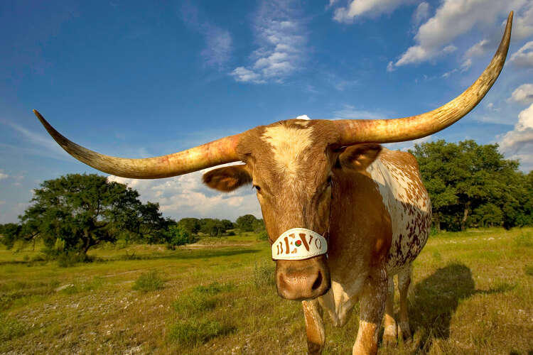 Sorry, Aggies. Here's the true story behind Texas Longhorns' Bevo name