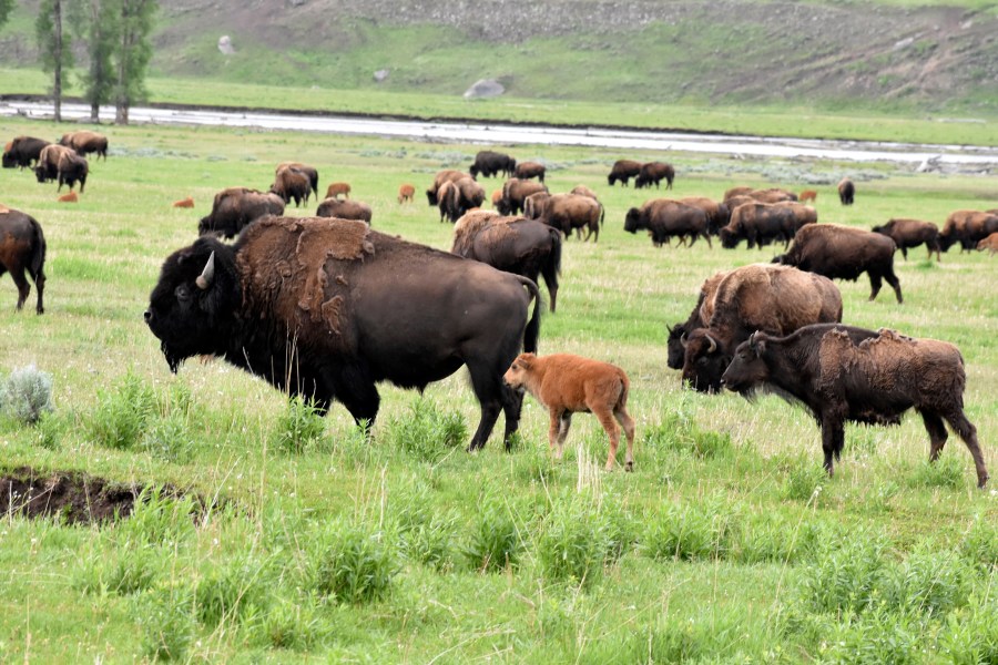 When free to roam, Yellowstone’s bison are fueling ecosystem recovery ...