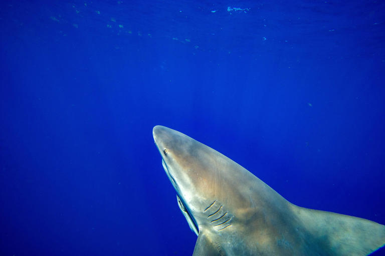 Florida shark attacks injure 2 people, though likelihood remains 'low'