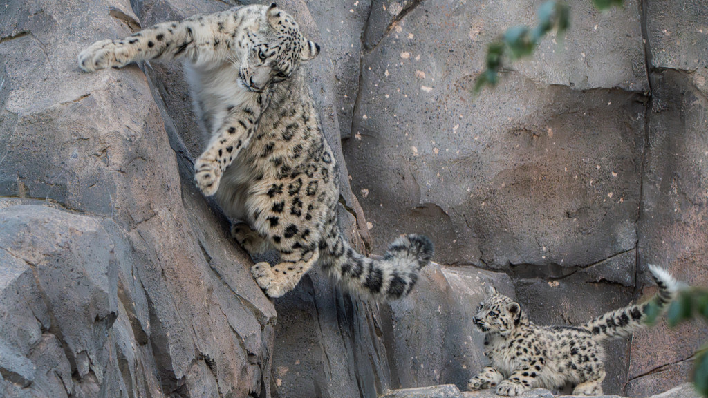 Chester Zoo's First Ever Snow Leopard Cub Bheri Takes Her First Steps ...