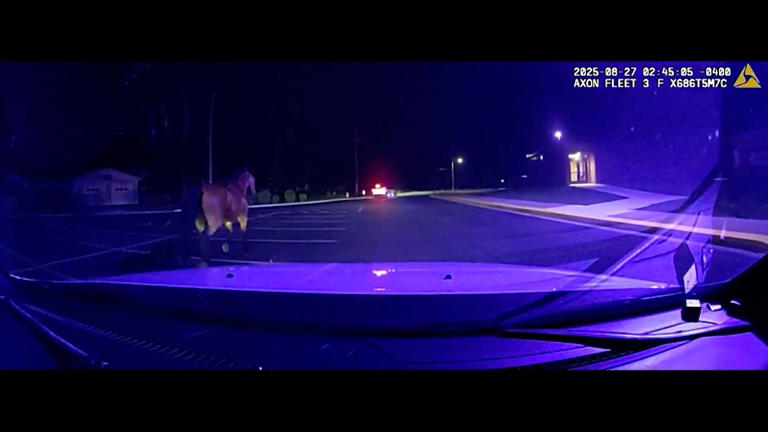 CAUGHT ON CAMERA: Runaway horse corralled by Indiana police two times ...