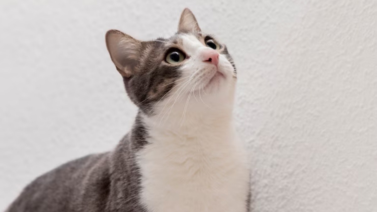 14 cat jokes that secretly mean they love you
