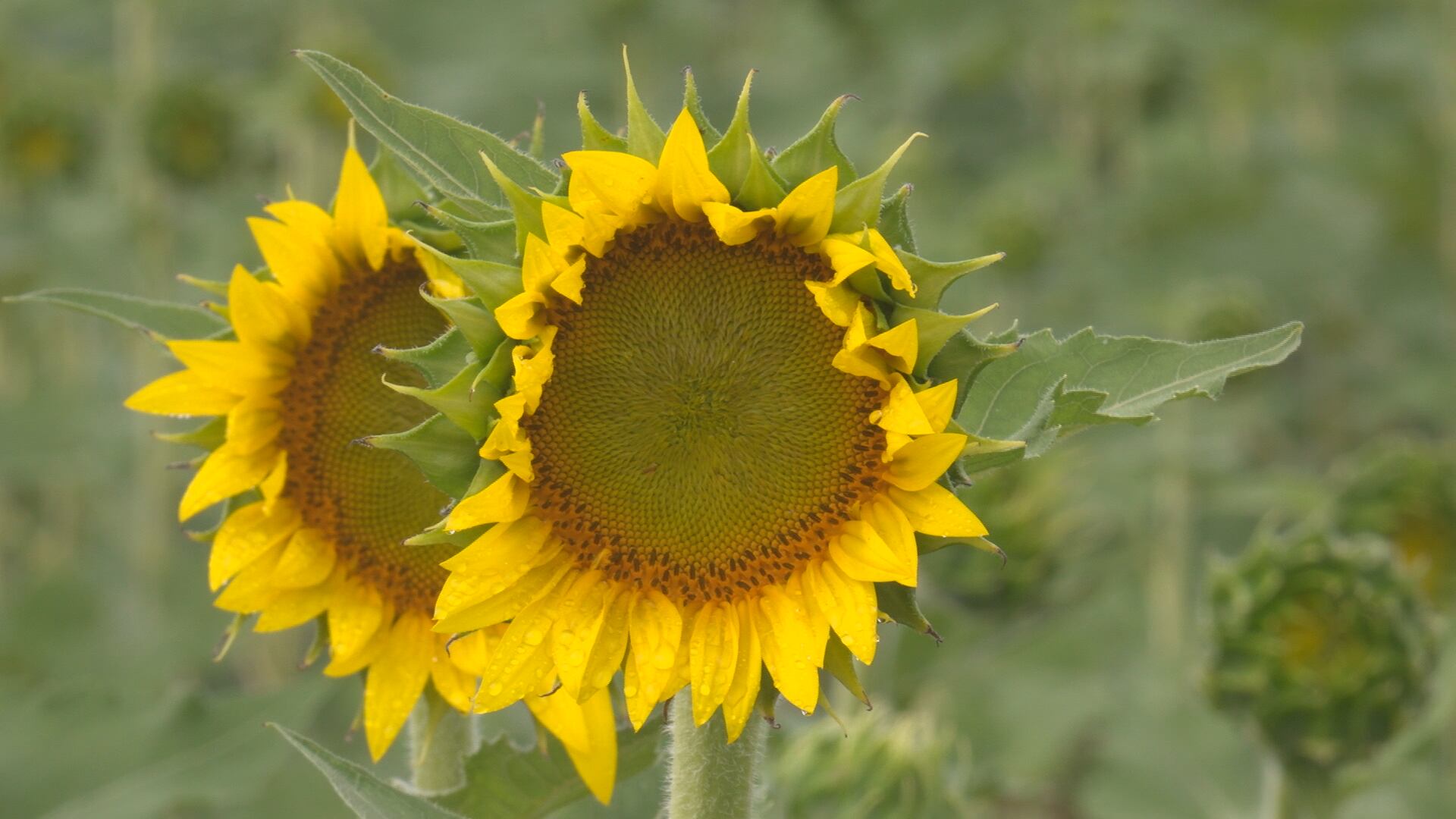 Pilots for Christ teaming up with Sirmon Farms in Daphne for a good cause