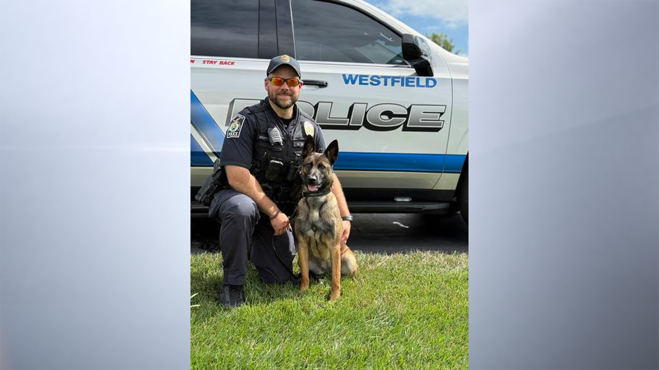 Westfield PD welcomes K9 Valkyrie to the force!