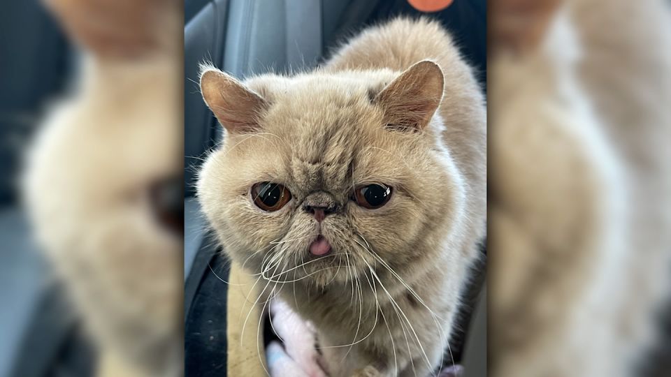 Meet college football’s newest mascot, Pudge the cat