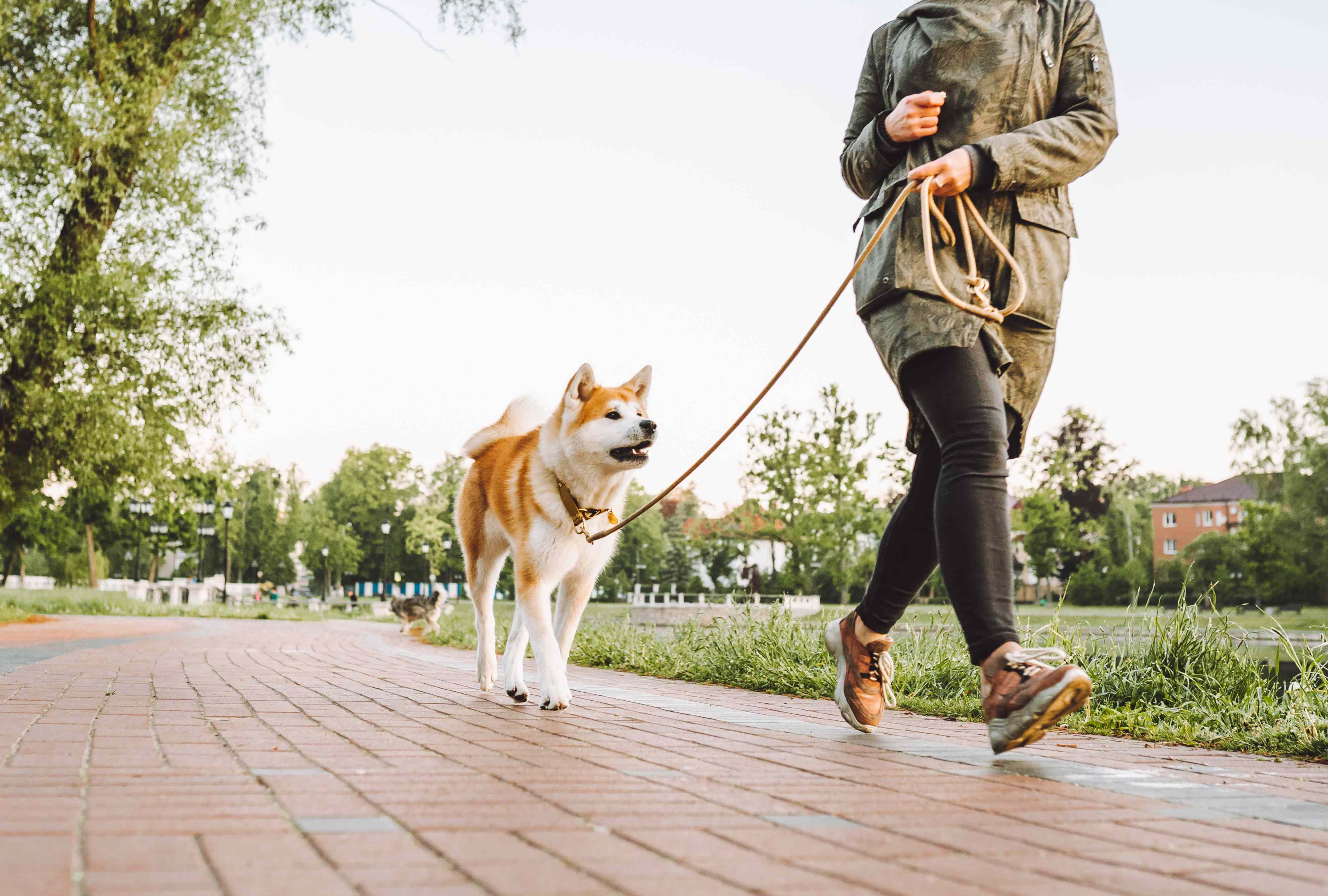 This mealtime debate has dog owners divided—here’s what a vet says ...