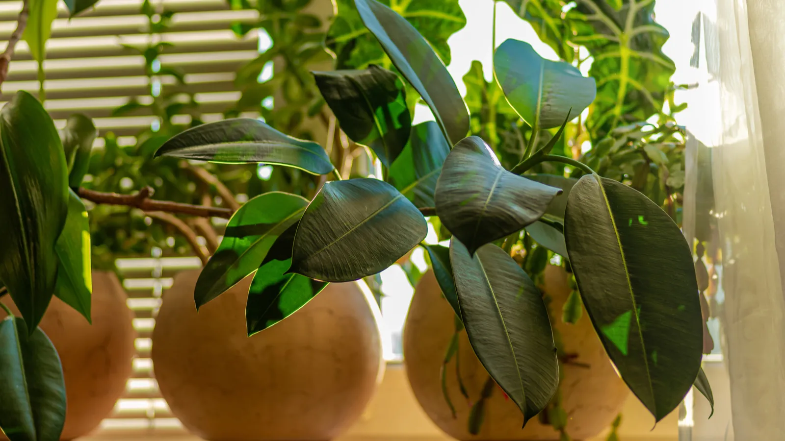 Air purifying plants that suit every room