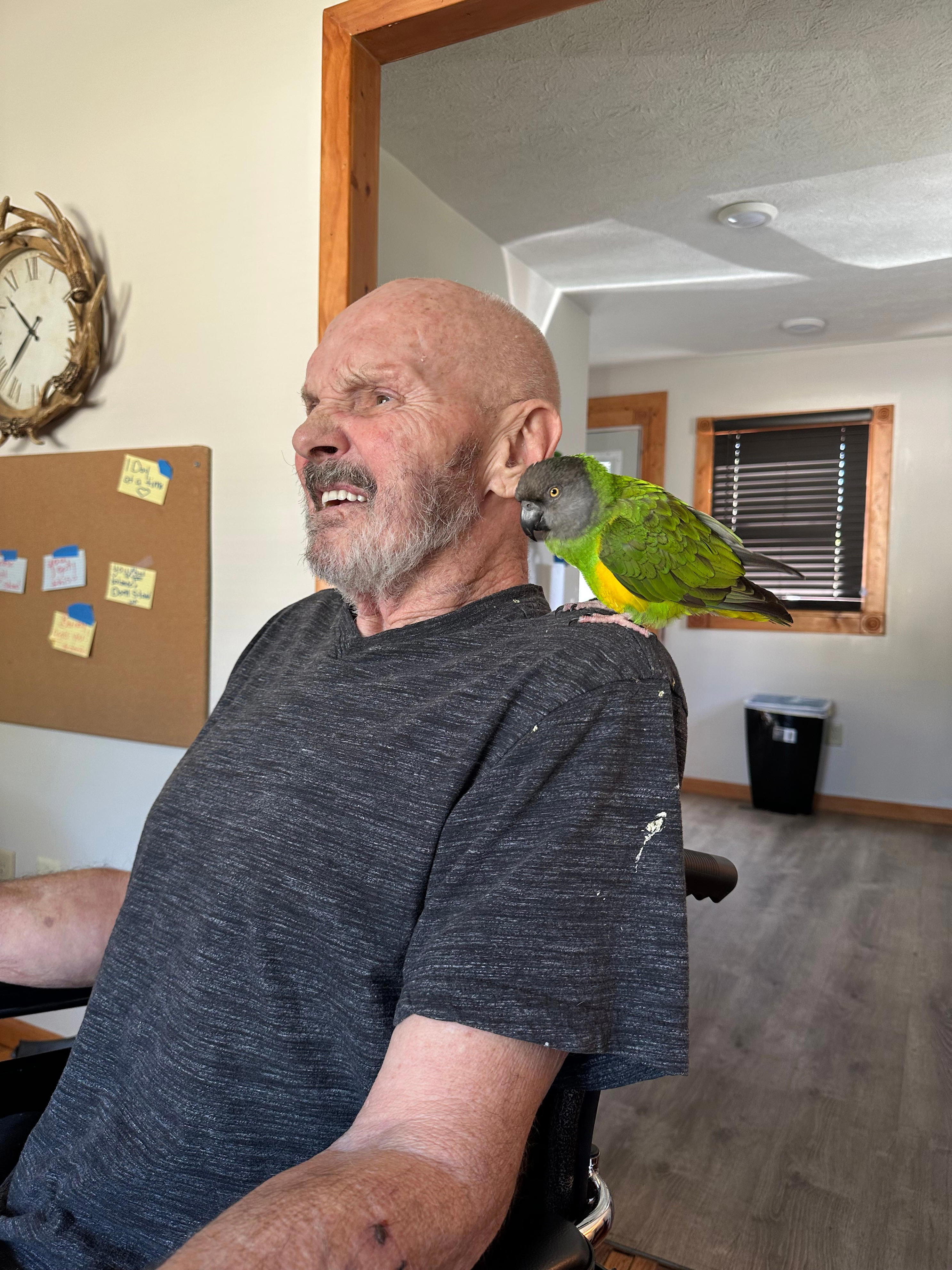 After missing 48 hours, Lafayette man's parrot lands on Wabash welder's ...