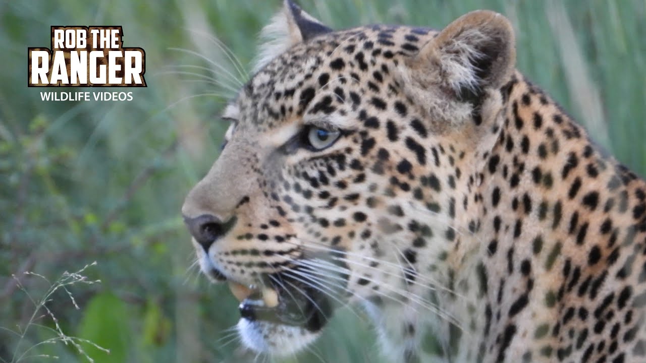 Mother Leopard Reveals Her Newborn Cub to the World