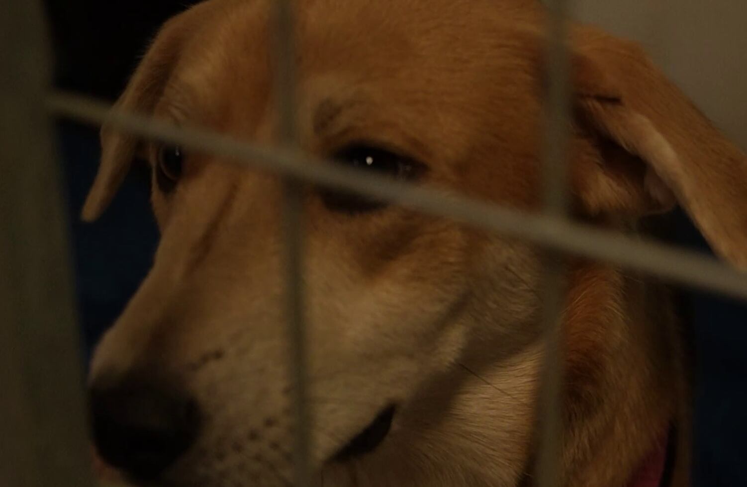 Springfield’s Rescue One is in need of a veterinarian