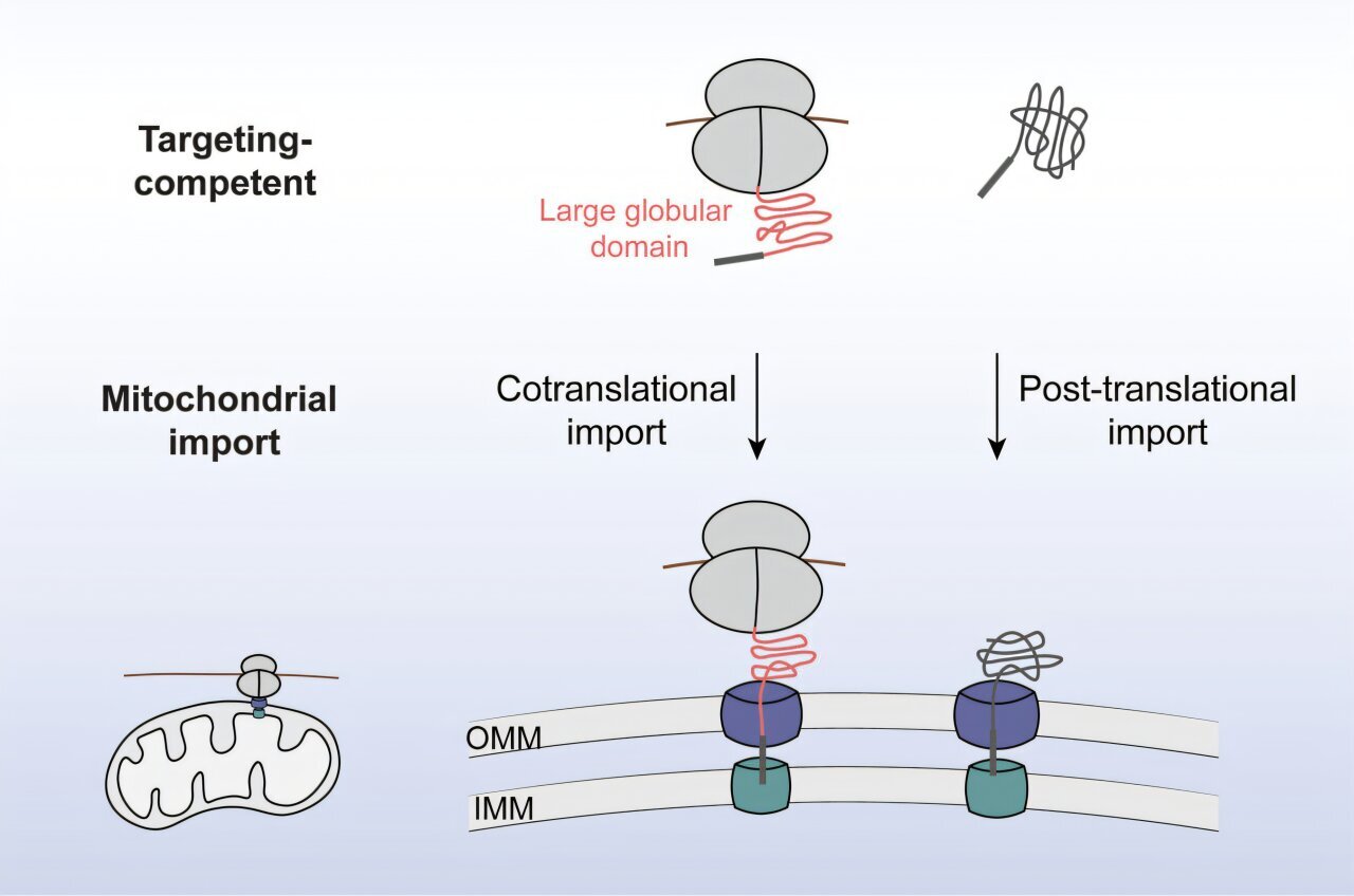 Biochemists uncover new rules of mitochondrial protein import