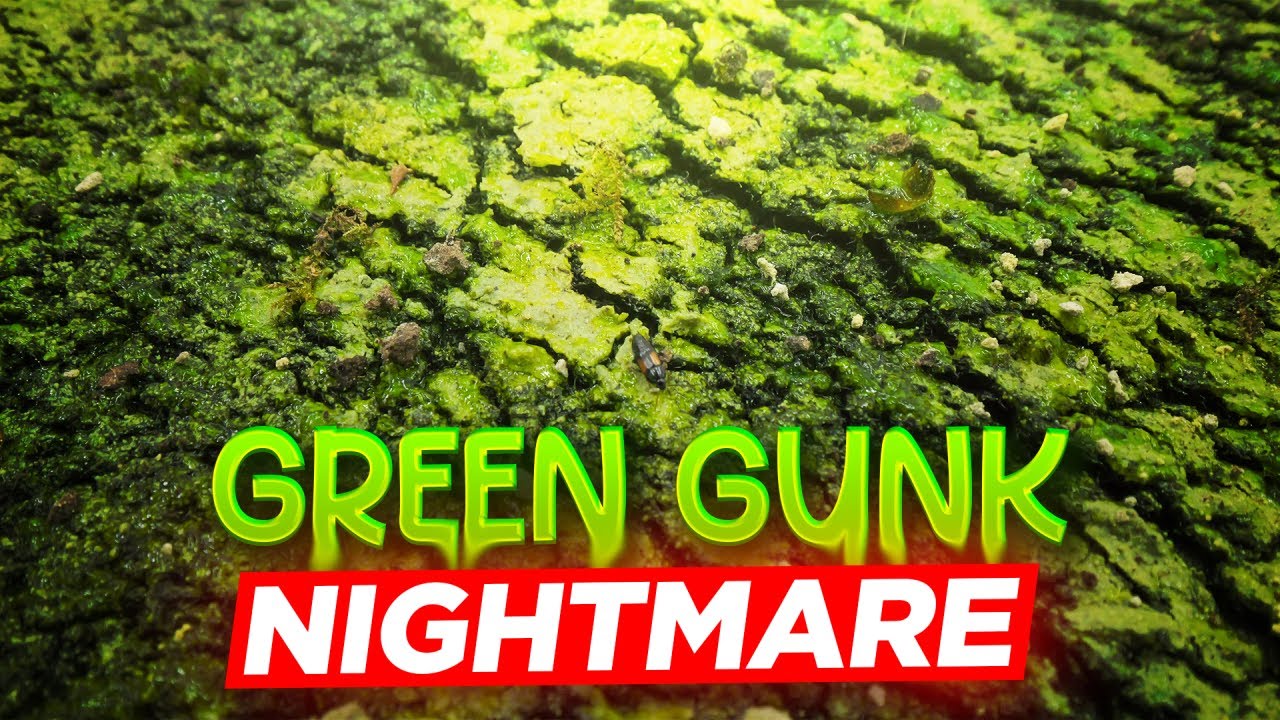 Mold-covered rug deep clean – full restoration process