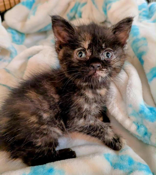 Flower sale fundraiser benefits cats, kittens in need