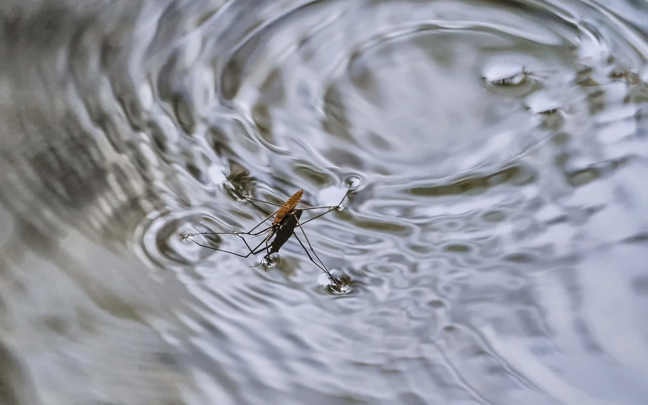 These bugs don’t just walk on water—they row and skate across it