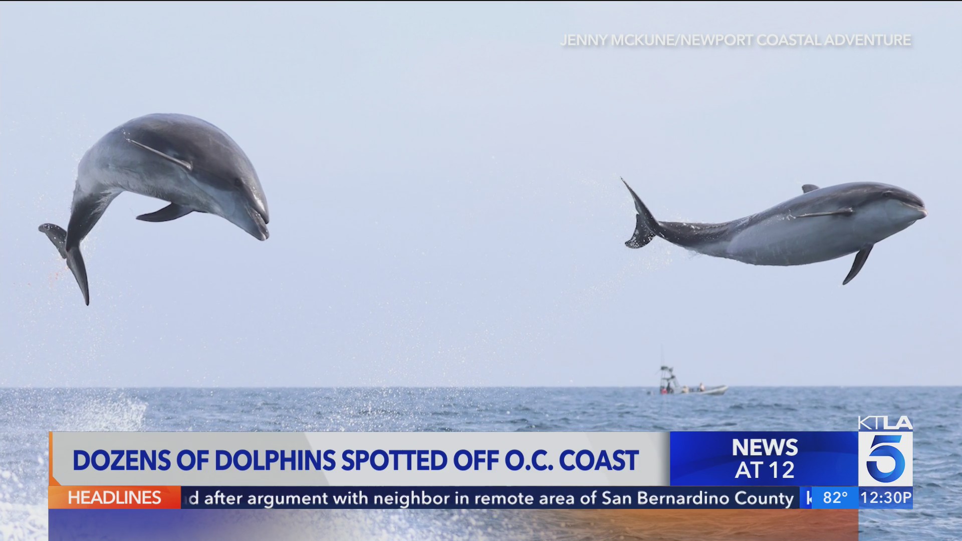 Over 100 bottlenose dolphins race alongside vessel in O.C.