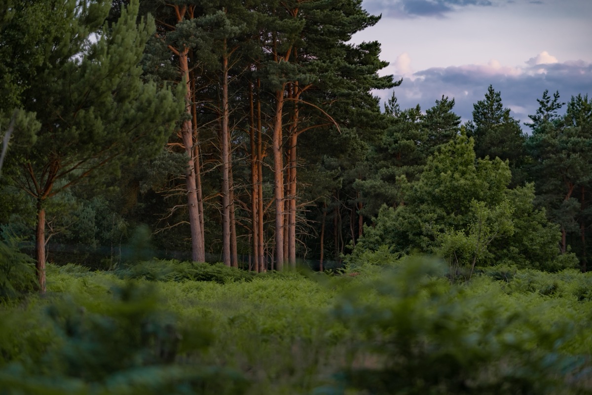 Feeling stressed? Try listening to trees