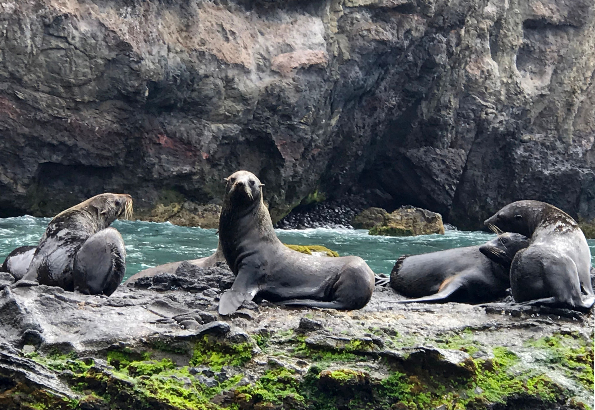 Sea lions and seals: what's the difference?