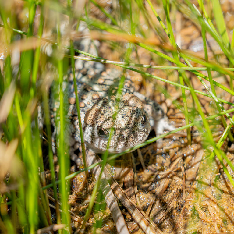 Six toads raised at Loveland Living Planet Aquarium released to support ...