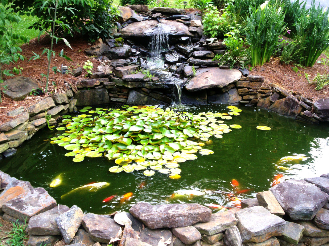 How to Make a Gorgeous Goldfish Pond in Your Backyard