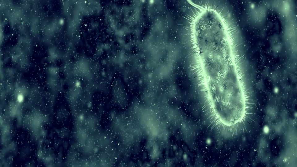 Flesh-eating bacteria on the rise due to climate change