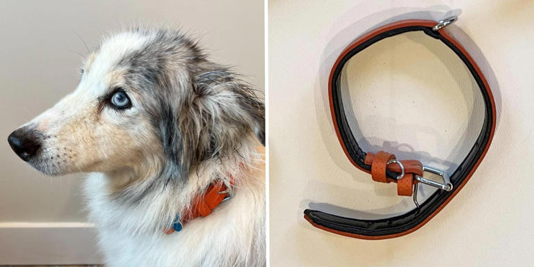 The best dog collars