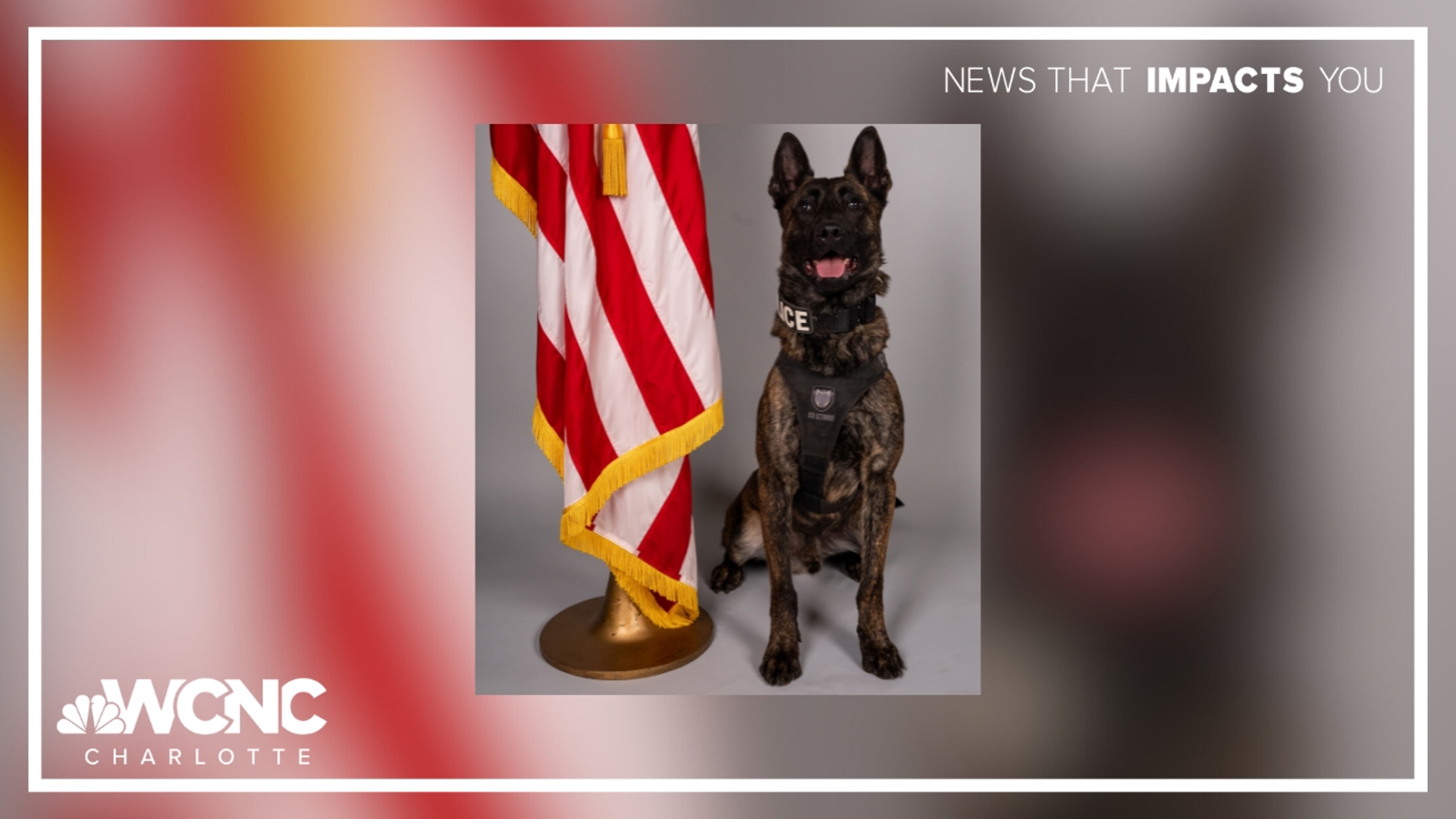 Rock Hill K9 stabbed, expected to recover