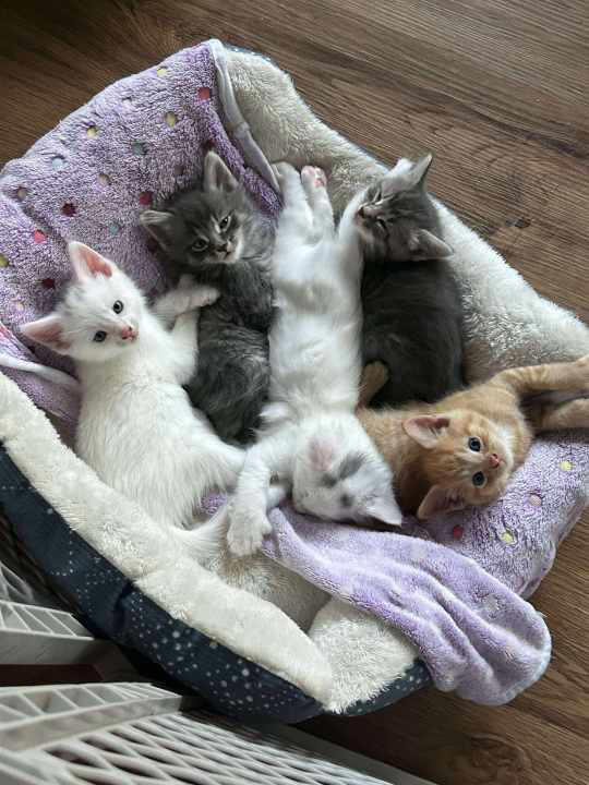 Flower sale fundraiser benefits cats, kittens in need