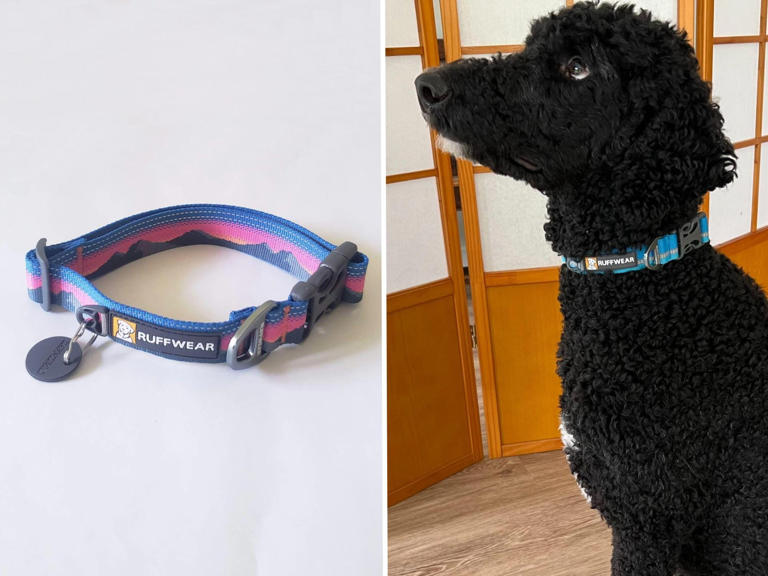 The best dog collars