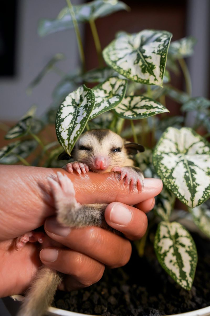 Unusual Small Pets That Might Steal Your Heart