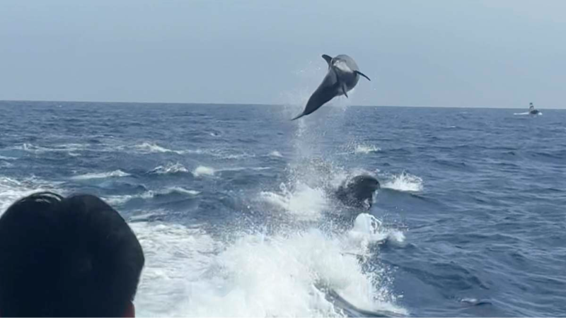 'High flying' sea creatures stun boaters off the coast of California