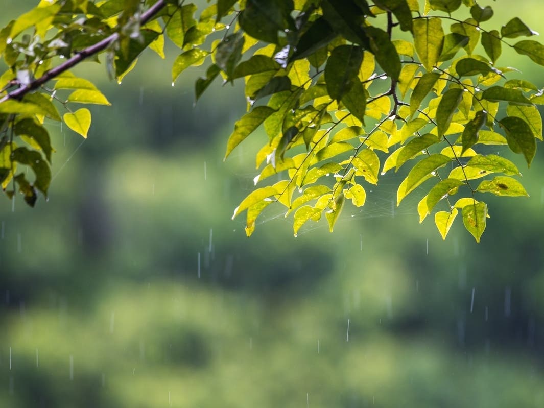 3K Free Native Trees Available To Howard County Residents