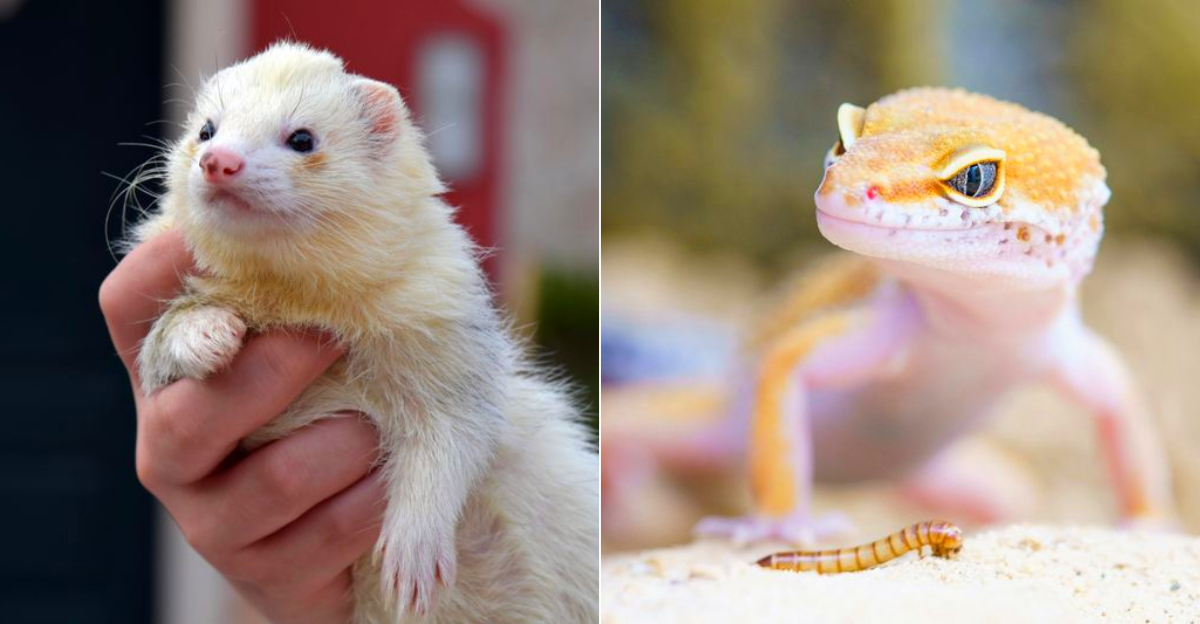Unusual Small Pets That Might Steal Your Heart