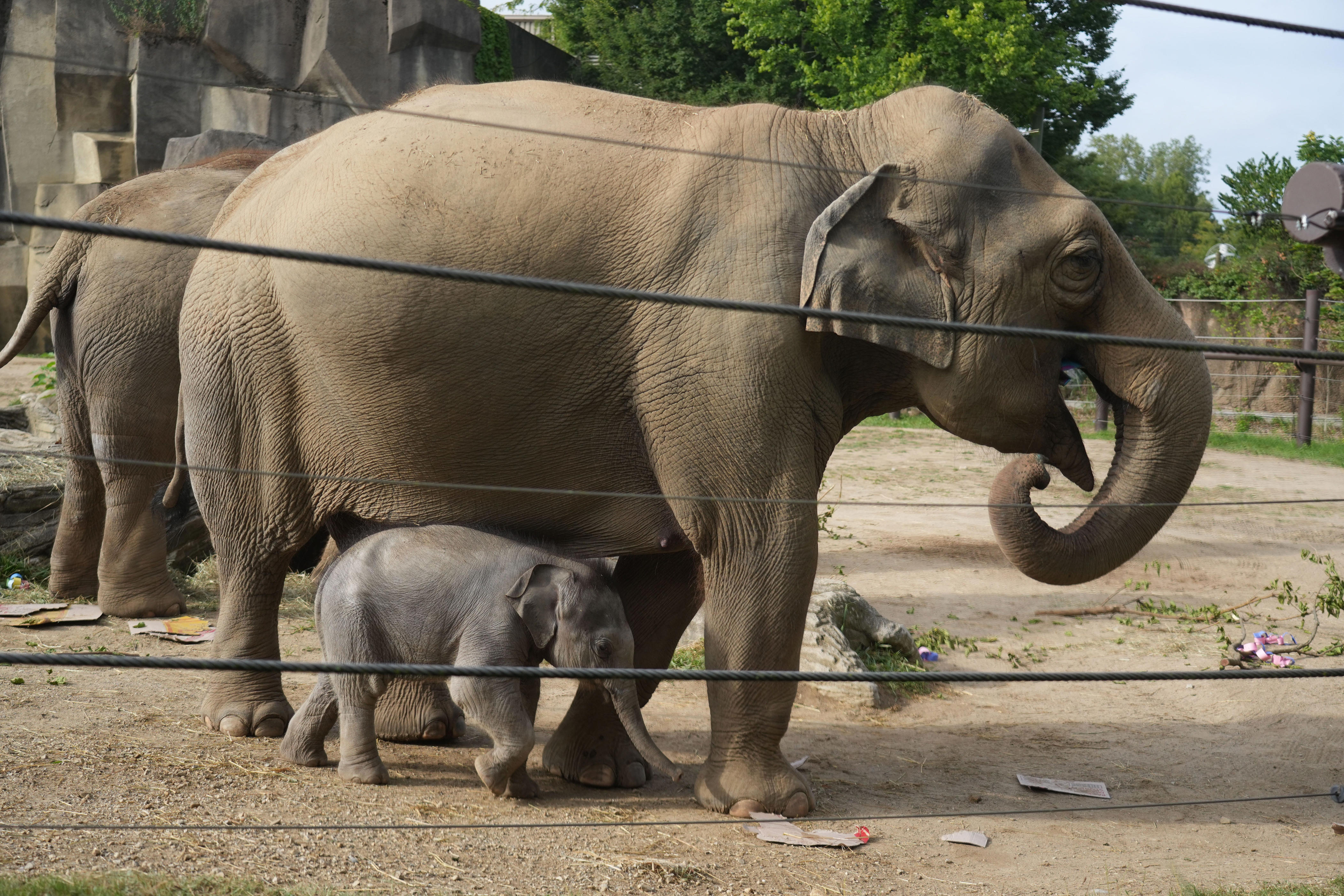 Columbus Zoo and Aquarium reveals the name of its new baby Asian elephant