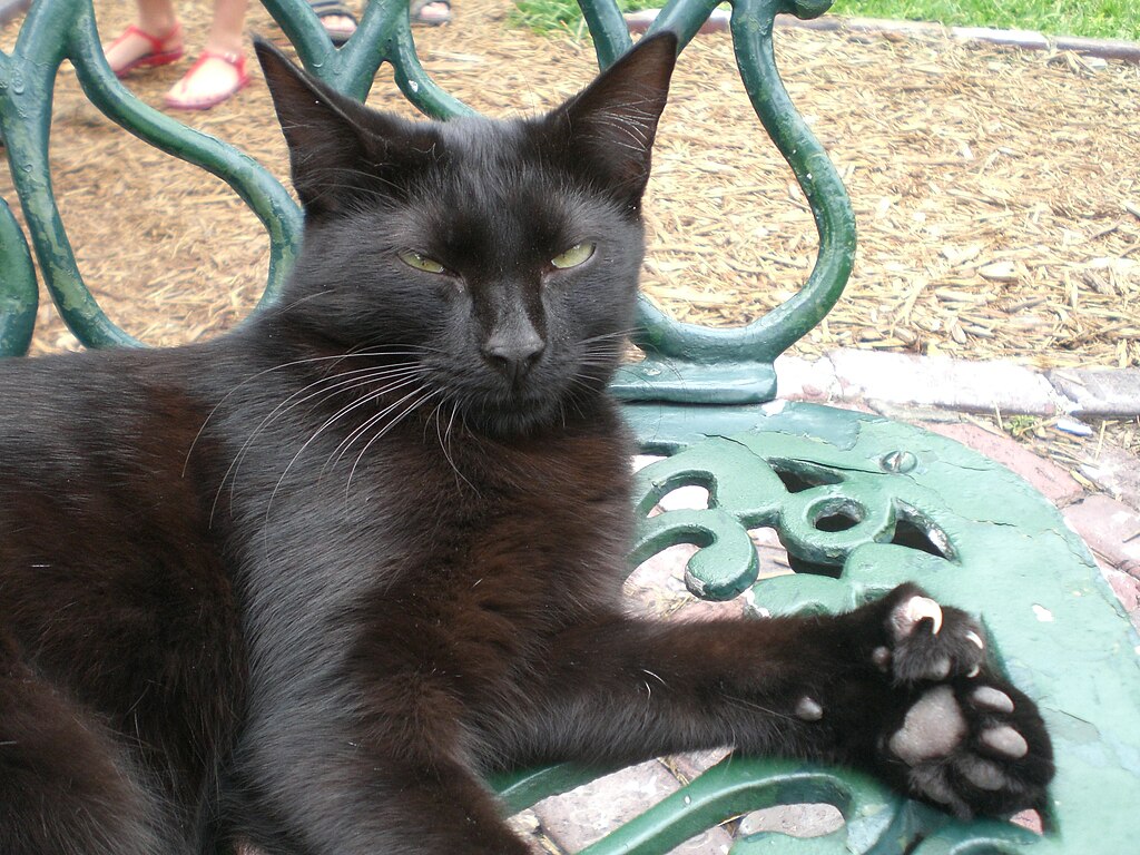 Snow White: The six-toed cat that started Hemingway’s famous kitty colony