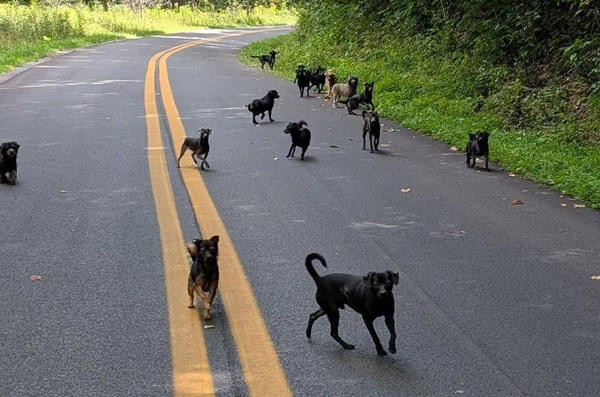 Angels of Assisi rescues more than a dozen stray dogs from McDowell ...