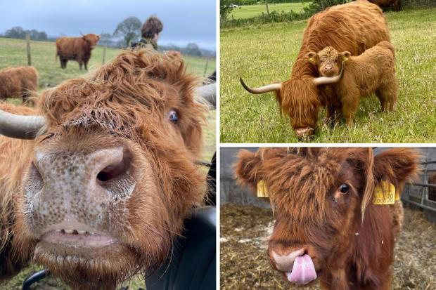 Cuddle and pet Highland Cows in the Peak District less than 2 hours ...