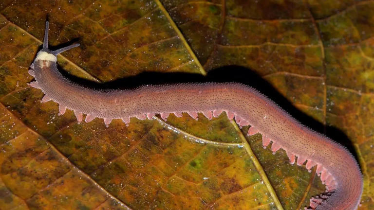 10 Creepiest worms on Earth: Bobbit worm, parasites, and deadly predators