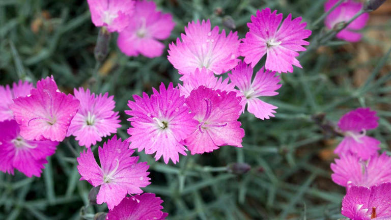 Best fragrant ground cover plants – 5 perfumed picks to fill bare soil ...