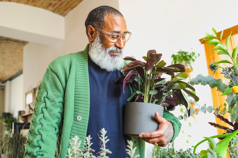 Houseplants that will ‘trap and remove’ dust from your home, according ...